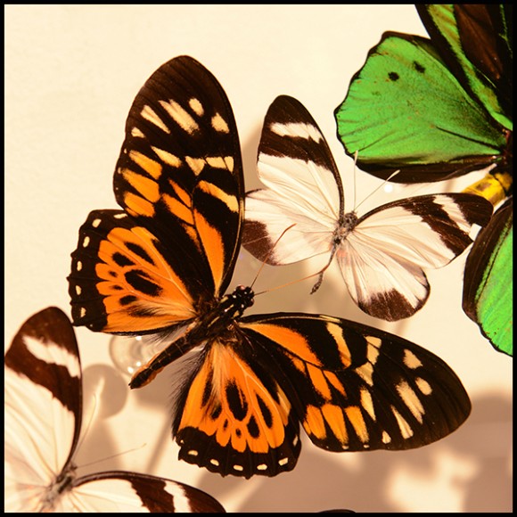 Guitar PC- Butterflies AC DC